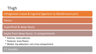 CLINICAL ANATOMY OF UPPER & LOWER LIMB.pptx