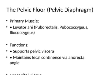 Clinical_Anatomy_Pelvis_and_Perinum.pptx