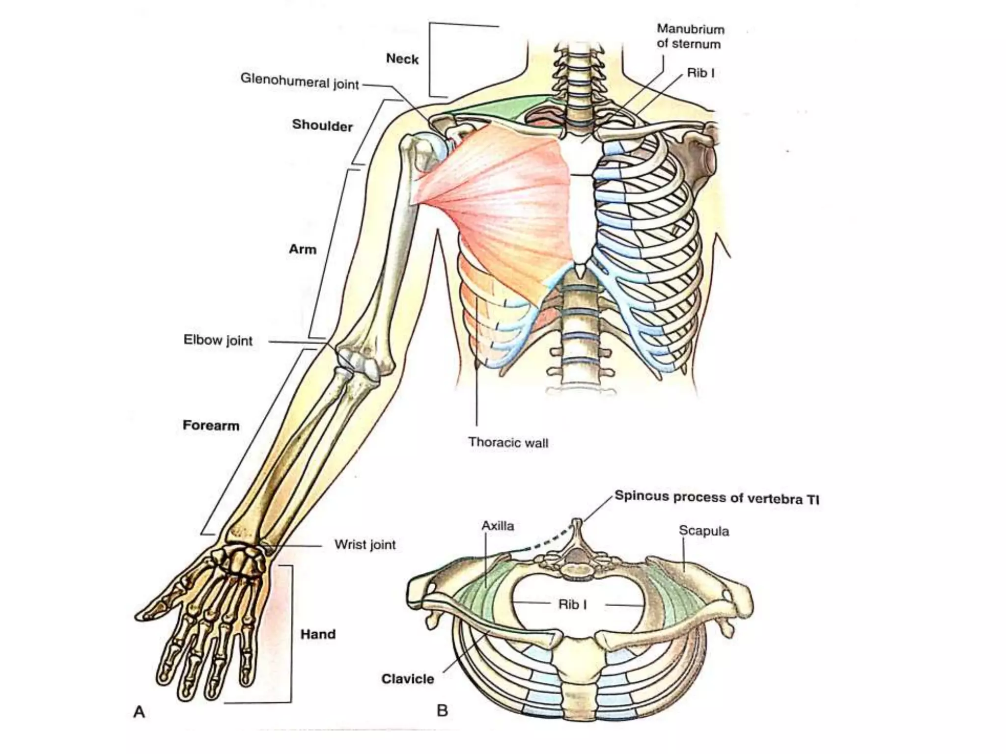 clinical anatomy (upper limb) | PPTX