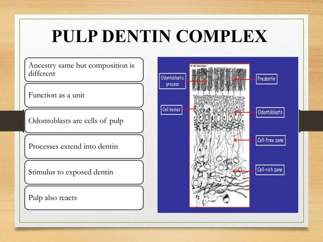 Clinical Applications Of Dentin By Dr. Yashkumar Shah | PPT