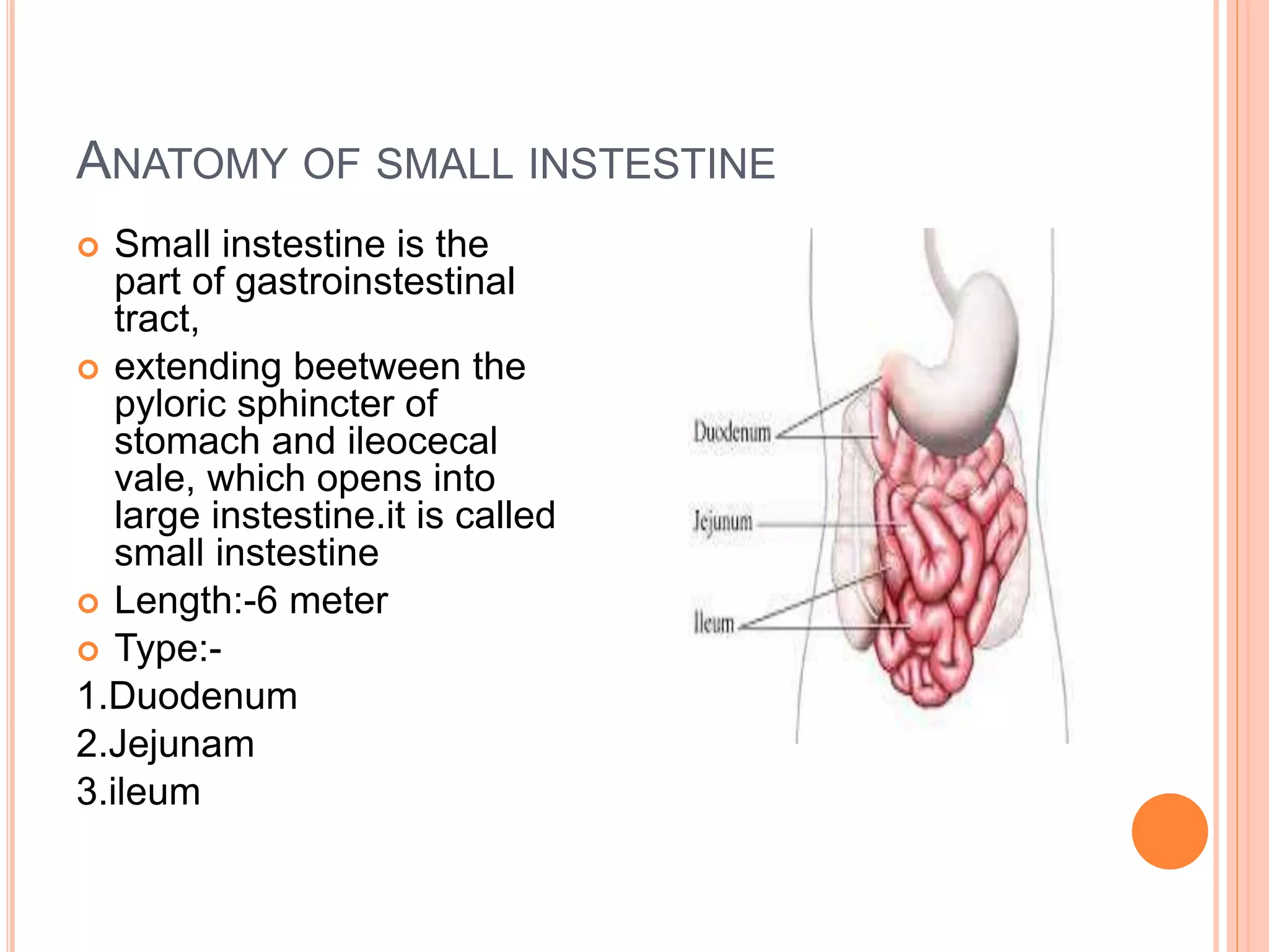 Clinical applied anatomy and physiology of git system | PPTX