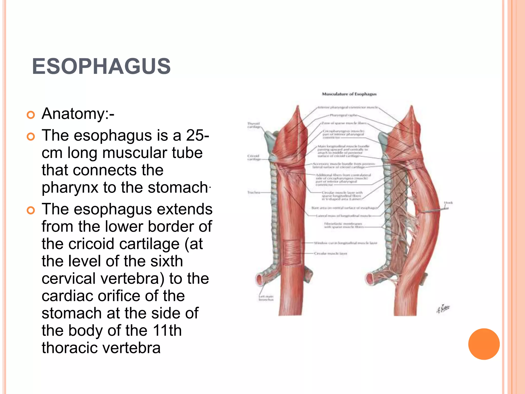 Clinical applied anatomy and physiology of git system | PPTX