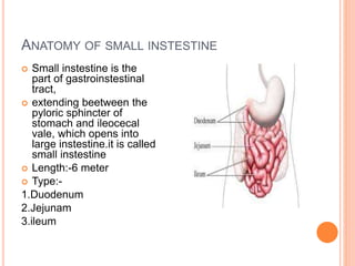 Clinical applied anatomy and physiology of git system | PPTX