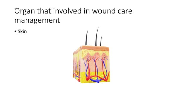 Clinical Applied Anatomy In Wound Care.pptx