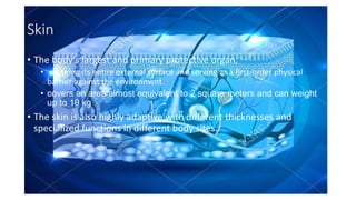 Clinical Applied Anatomy In Wound Care.pptx