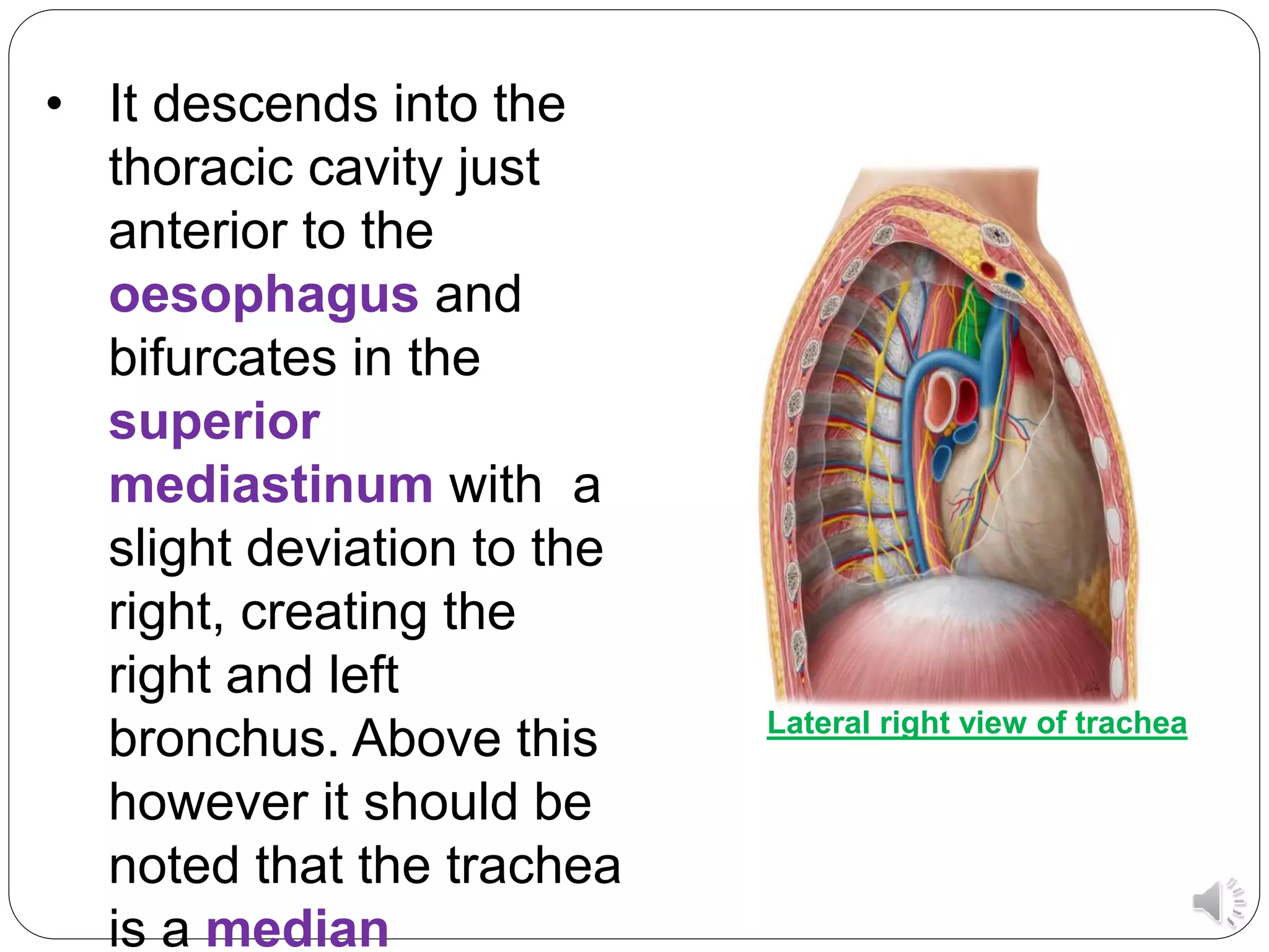 Clinical & Applied anatomy of trachea and Oesophagus | PPTX