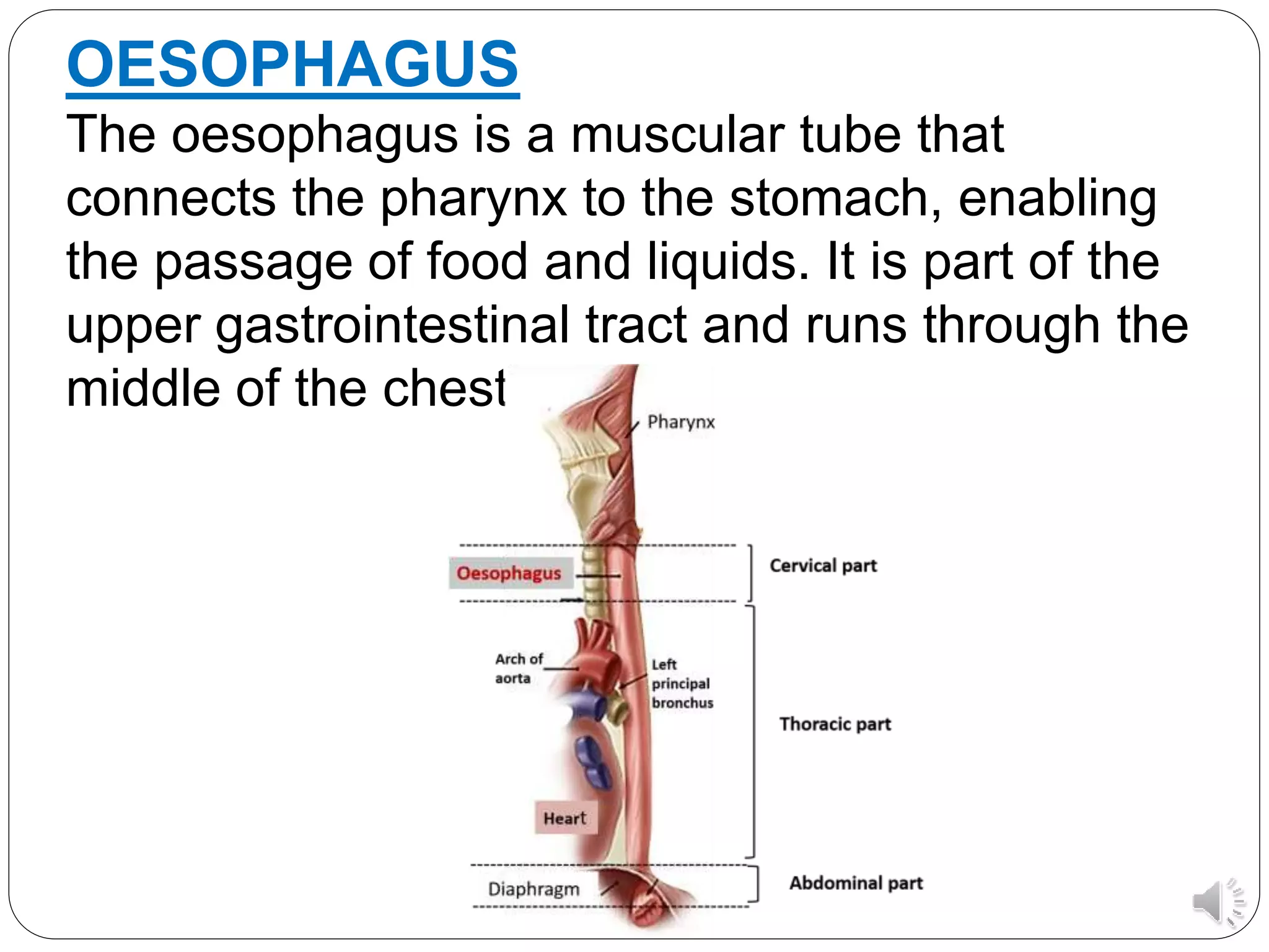 Clinical & Applied anatomy of trachea and Oesophagus | PPTX