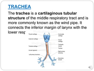 Anatomy Of Trachea