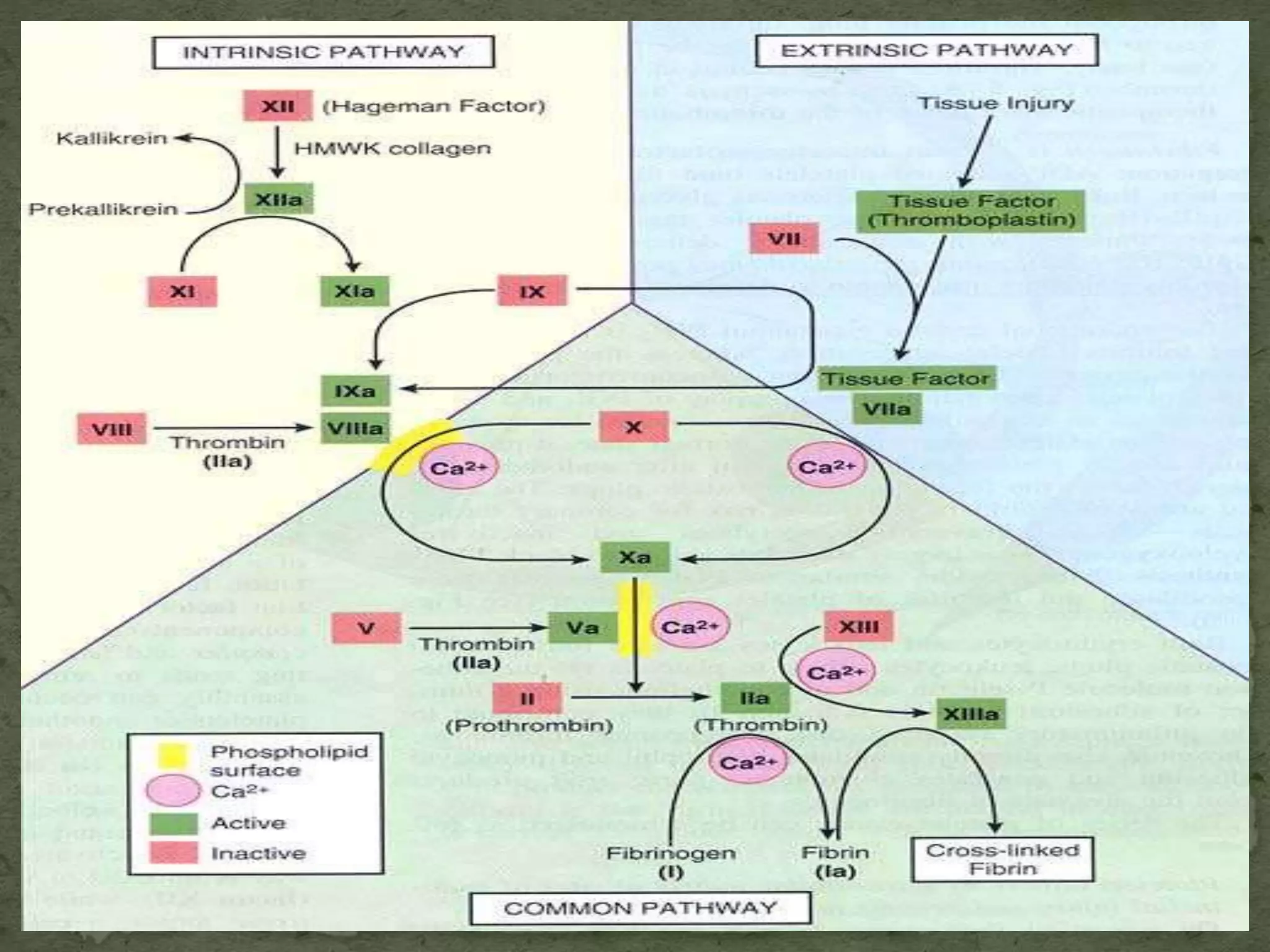 Clinical approach to anticoagulation | PPTX
