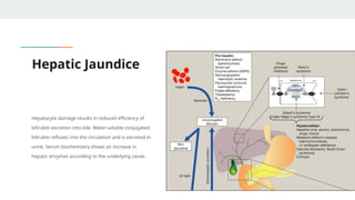 Clinical Approach to Jaundices and its diagnosis.pptx
