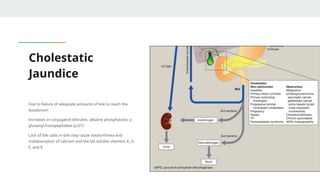 Clinical Approach to Jaundices and its diagnosis.pptx
