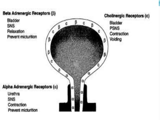 Clinical approach to urinary incontinence | PPTX