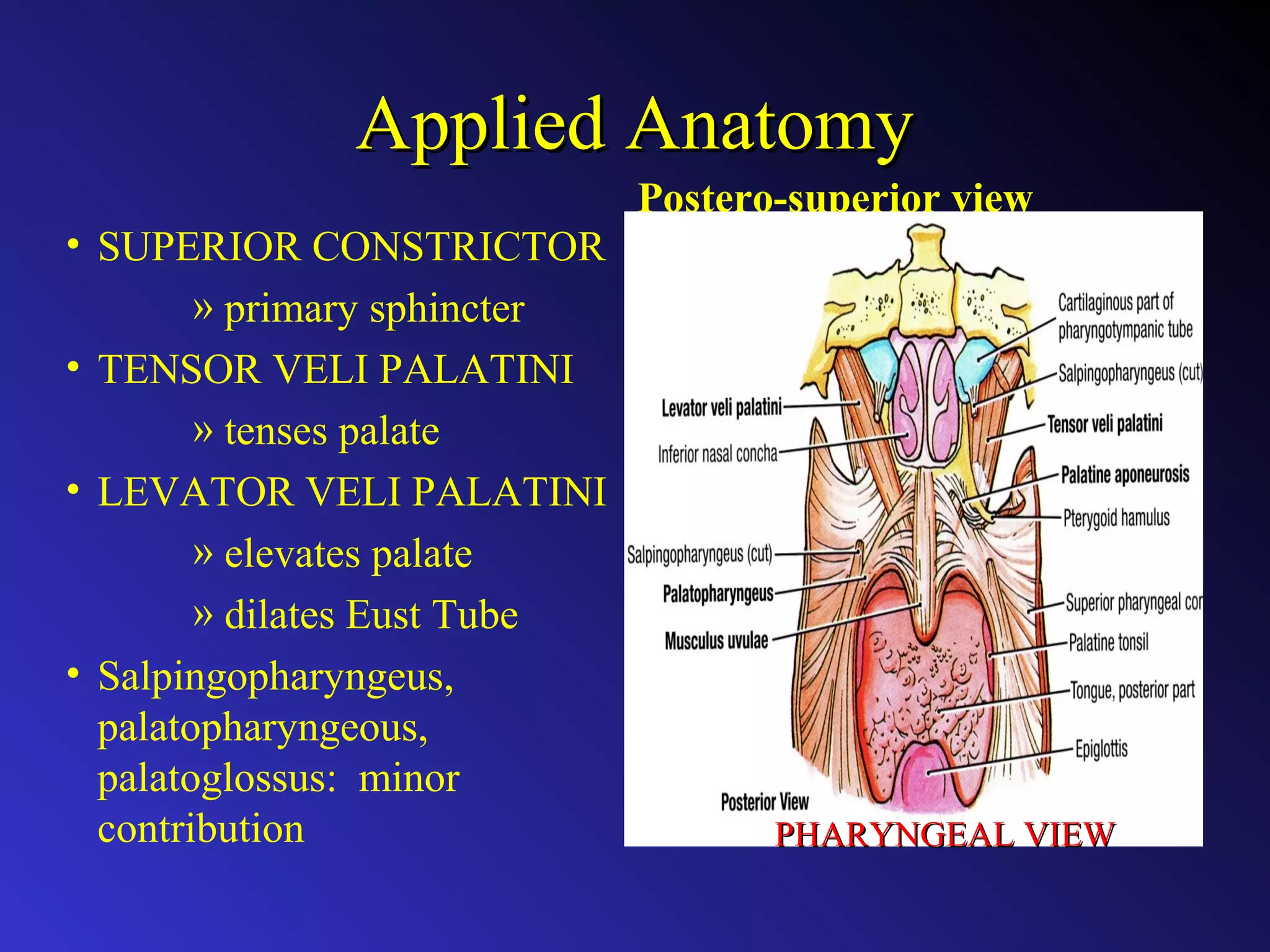 Clinical aspects of cleft lip & palate reconstruction | PPT