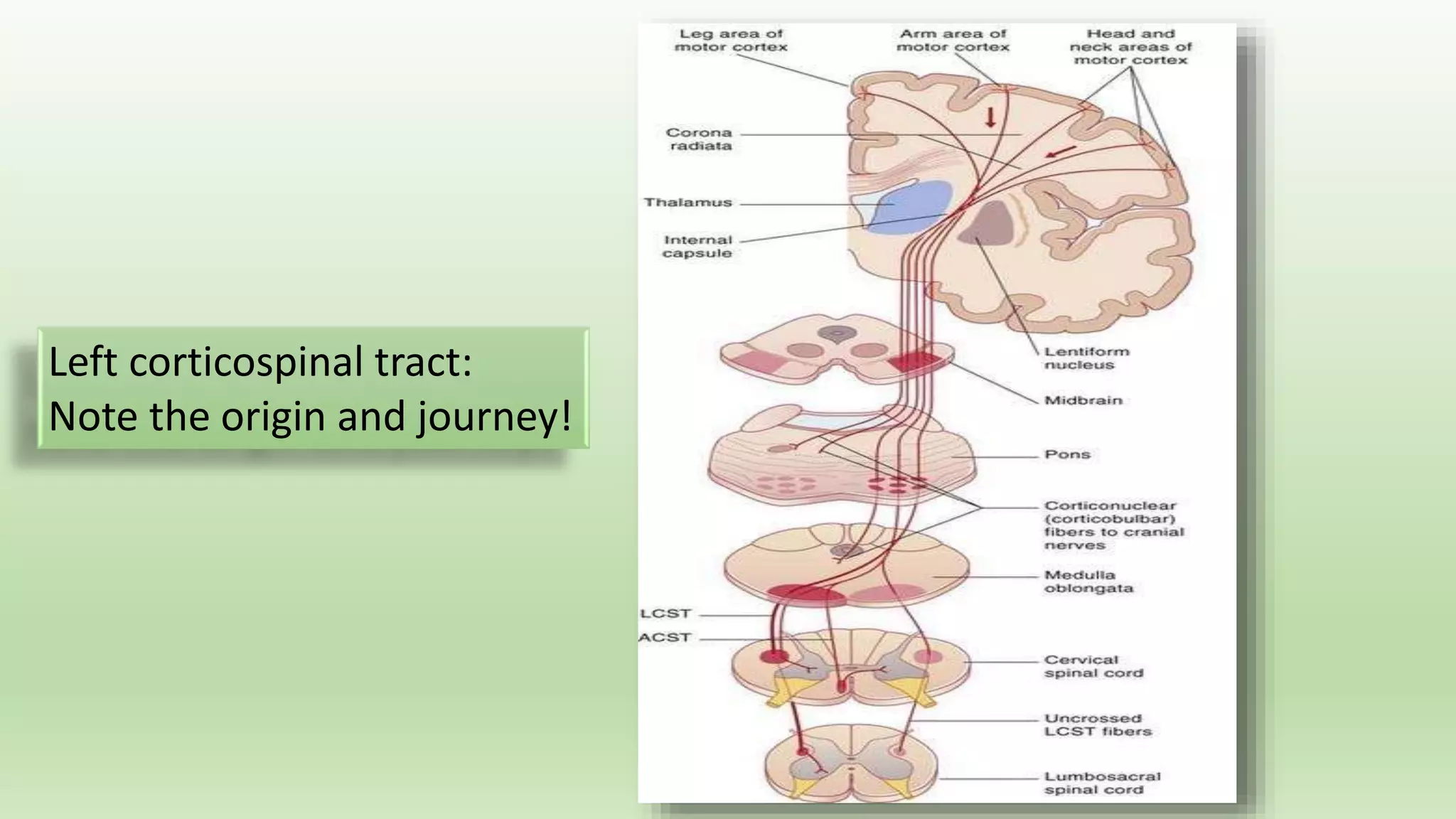 Clinical aspects of upper and lower motor neuron lesions | PPTX