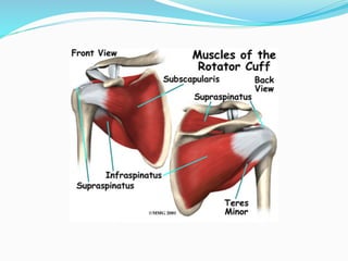 Clinical assessment of the rotator cuff david copas | PDF
