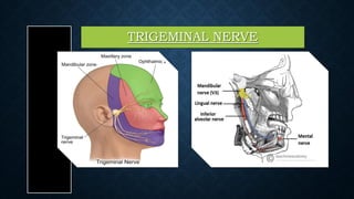 Clinical assessment of trigeminal nerve.pdf