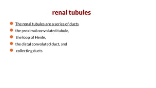 tubular diseases and analysis of urinary calculi | PPTX | Genetics ...