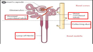 tubular diseases and analysis of urinary calculi | PPTX