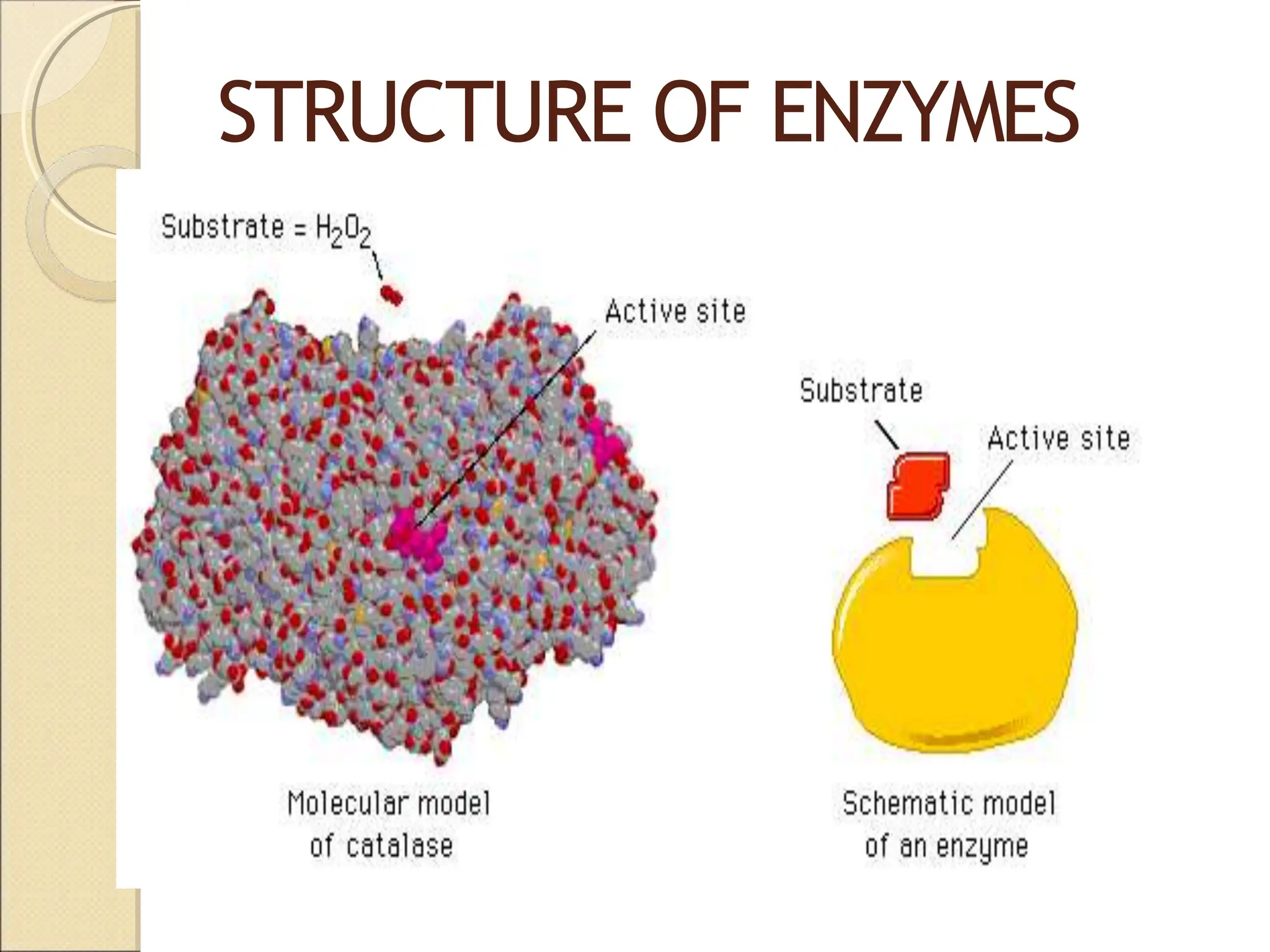 CLINICAL_BIOCHEMISTRY ENZYMES AND THEIR FUNCTION TESTS IN THE ORGANS | PPT