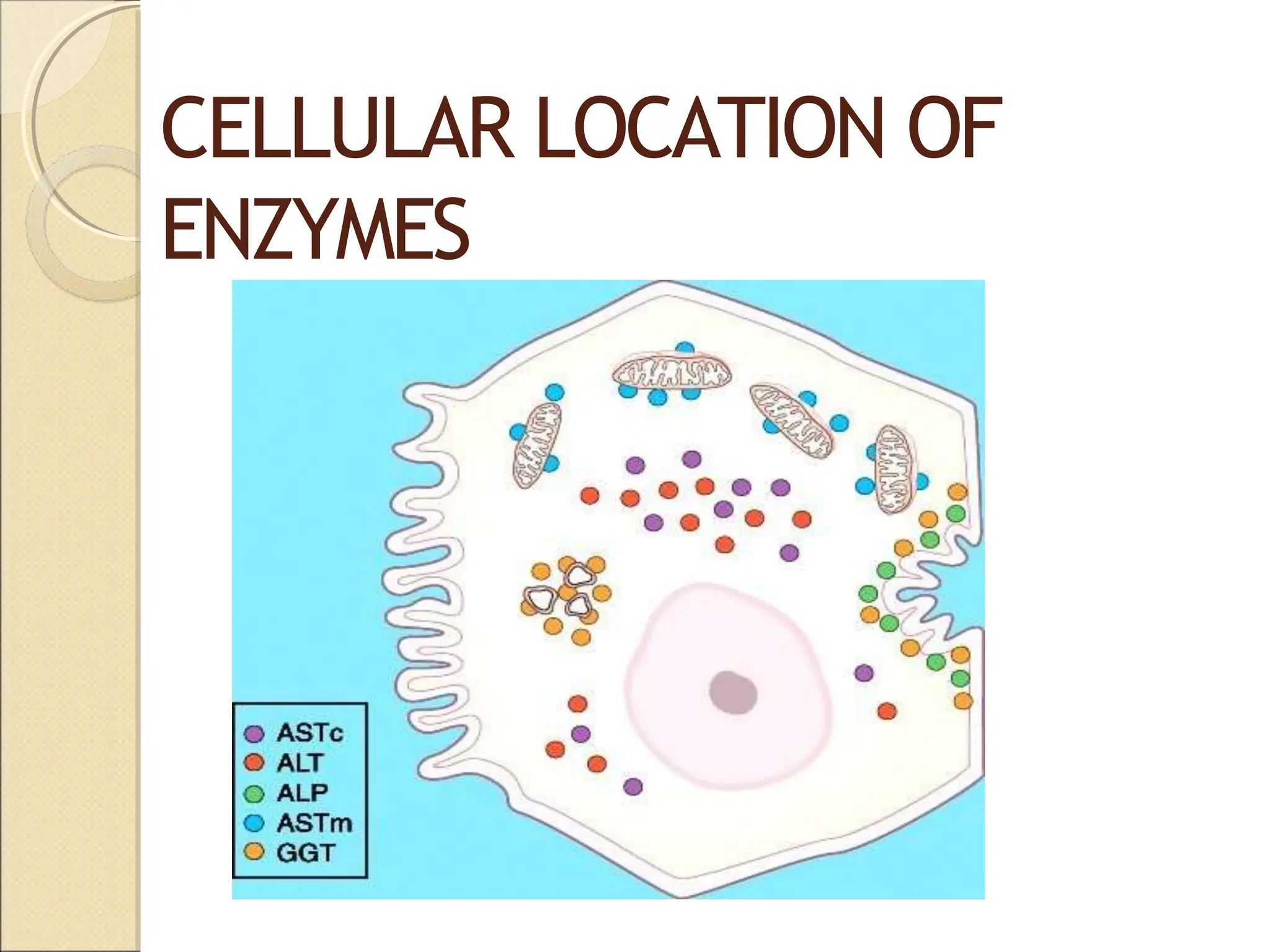 CLINICAL_BIOCHEMISTRY ENZYMES AND THEIR FUNCTION TESTS IN THE ORGANS | PPT