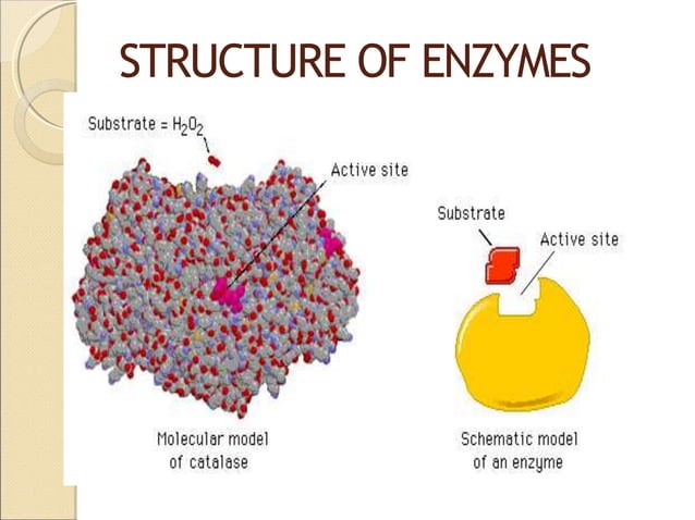 CLINICAL_BIOCHEMISTRY ENZYMES AND THEIR FUNCTION TESTS IN THE ORGANS | PPT