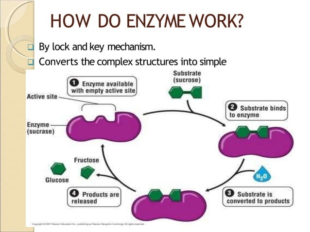 CLINICAL_BIOCHEMISTRY ENZYMES AND THEIR FUNCTION TESTS IN THE ORGANS | PPT