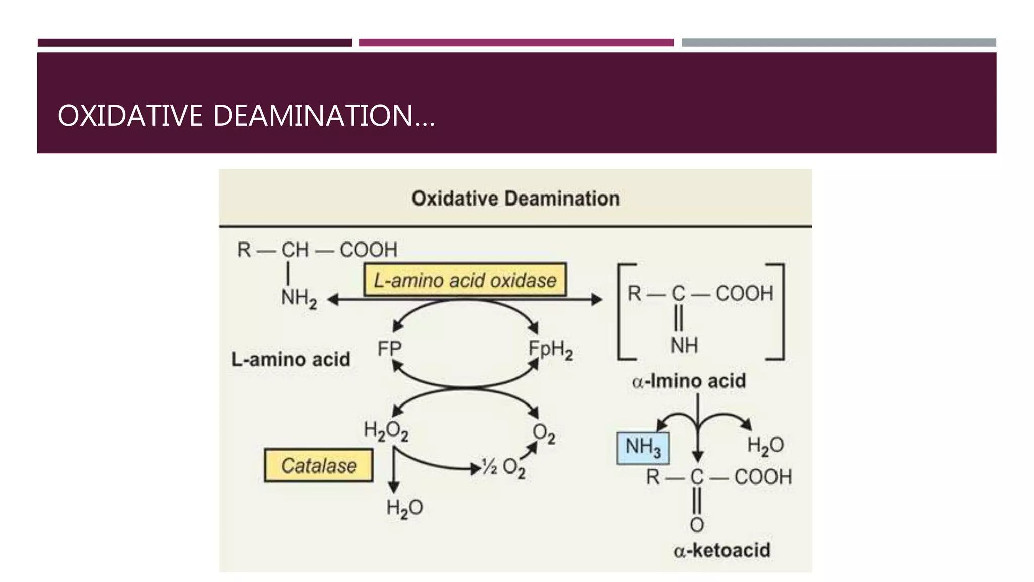 Assimilation of nitrogen with reference to ammonia, urea, uric acid ...