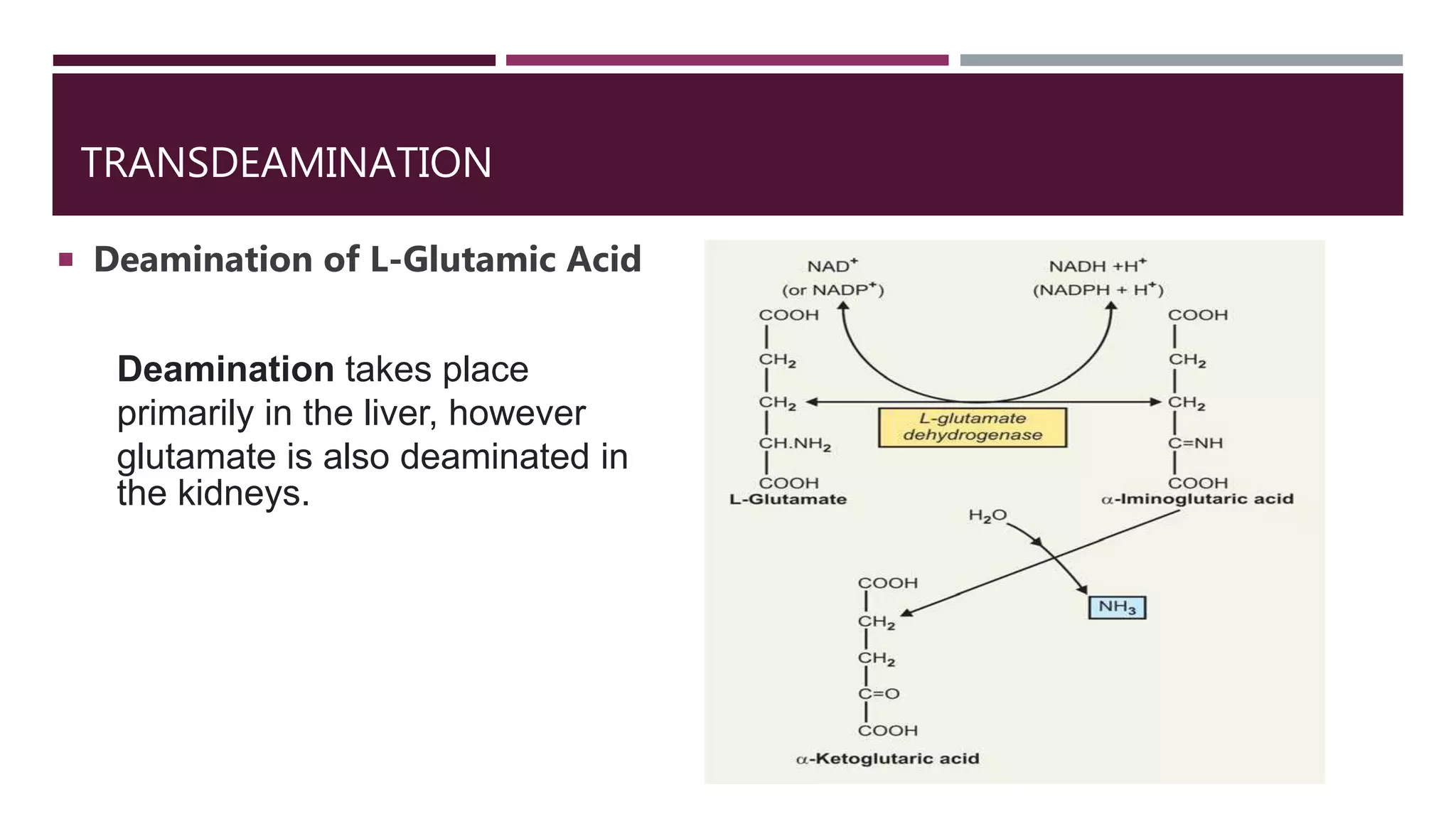 Assimilation of nitrogen with reference to ammonia, urea, uric acid ...
