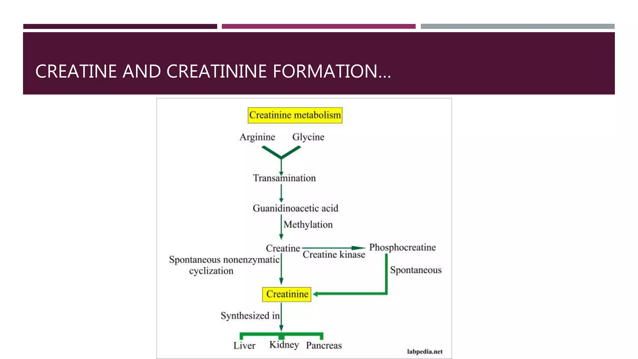Assimilation of nitrogen with reference to ammonia, urea, uric acid ...