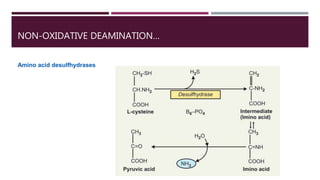 Assimilation of nitrogen with reference to ammonia, urea, uric acid ...