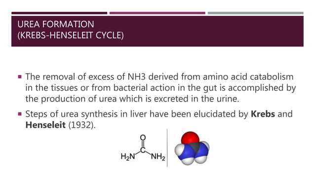 Assimilation of nitrogen with reference to ammonia, urea, uric acid ...