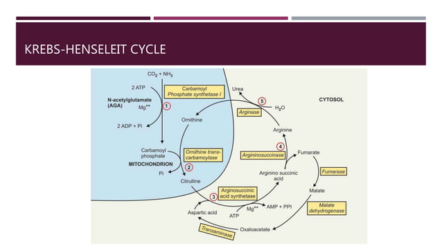 Assimilation of nitrogen with reference to ammonia, urea, uric acid ...