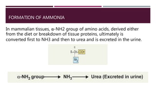 Assimilation of nitrogen with reference to ammonia, urea, uric acid ...