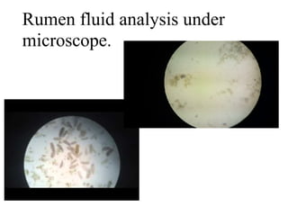 Clinical cases of ruminant digestive tract | PDF | Digestive Disorders ...
