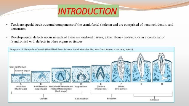 Clinical consideration in odontogenesis