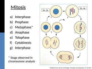 clinical cytogenetics and its importance in the medical world.pptx