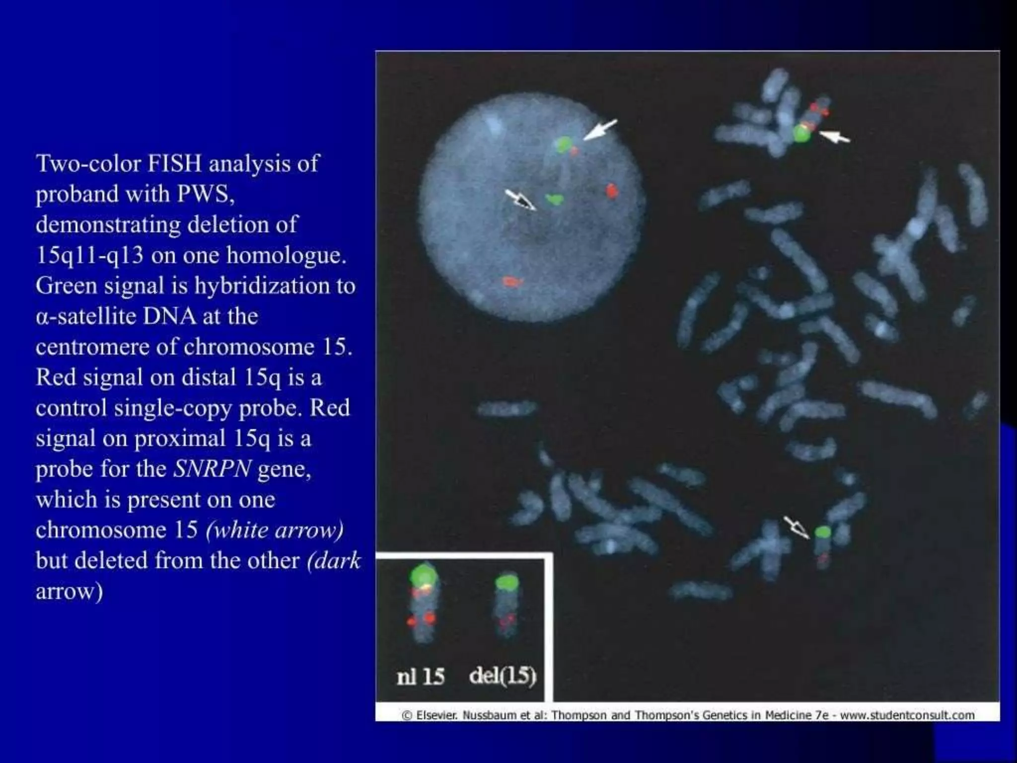 clinical cytogenetics -3.pptx
