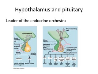 Clinical Disorders of hypothalamus & pituitary.pdf