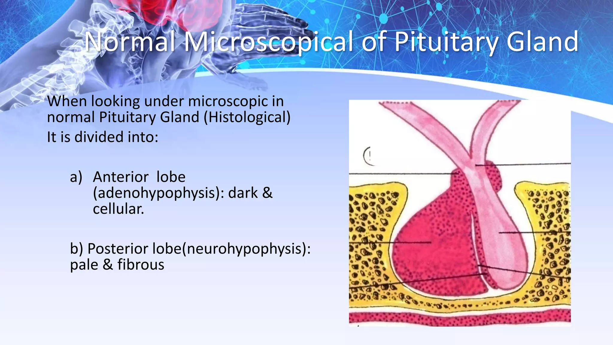 Endocrinology pituitary | PPT