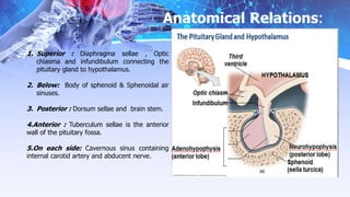Endocrinology Pituitary Pptx