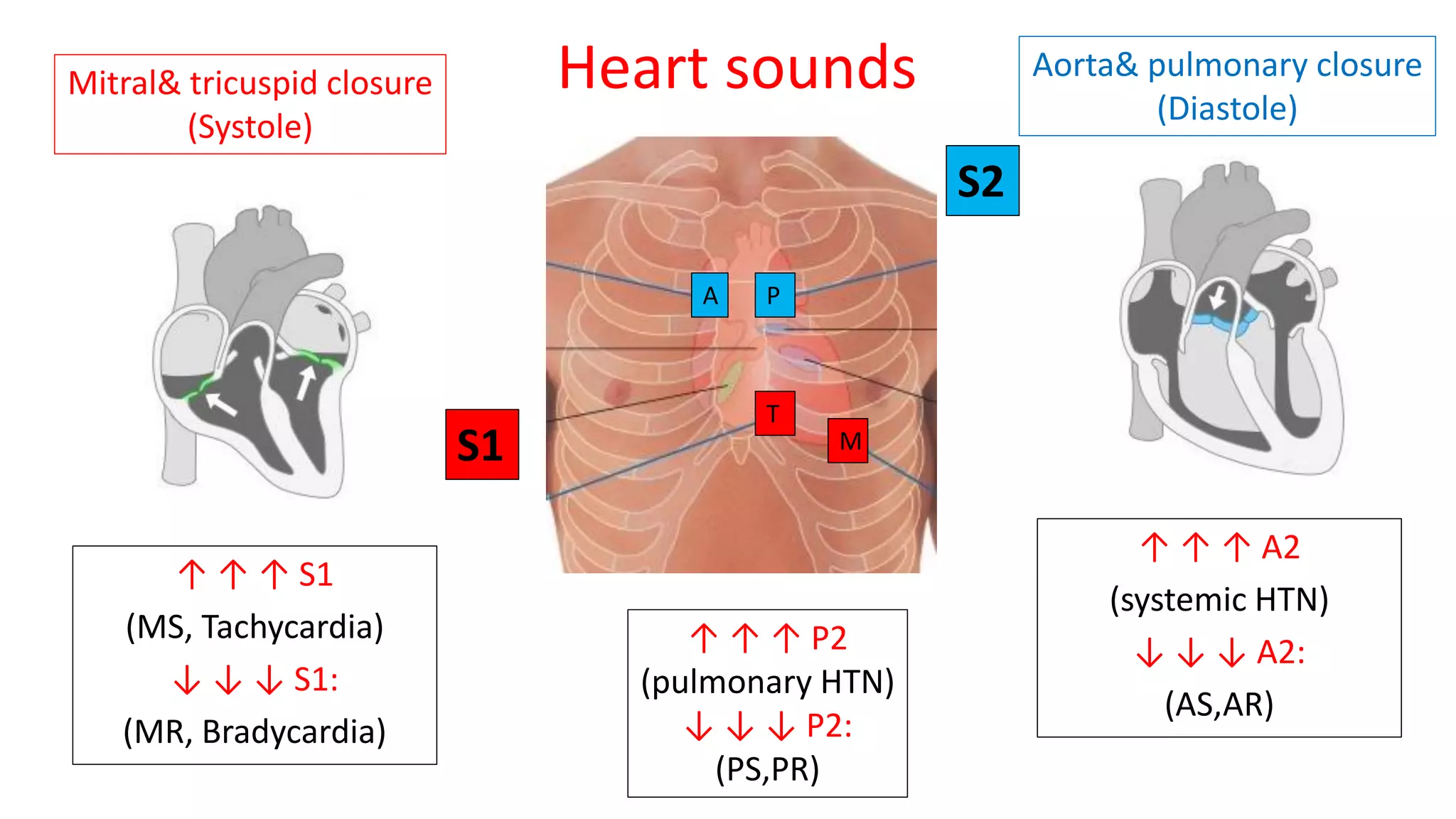 Cardiac examination | PDF
