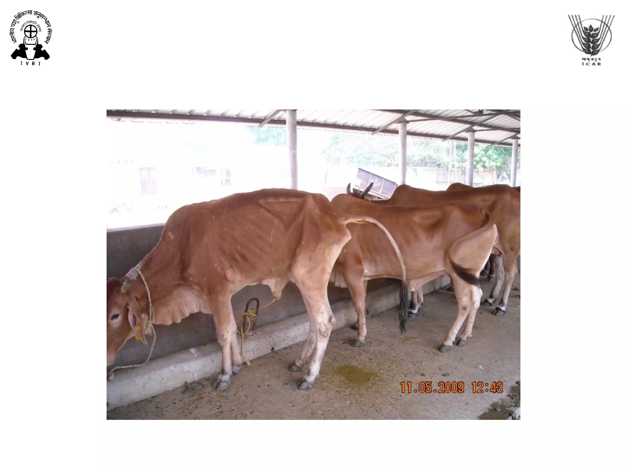 Clinical examination of Cattle | PPT