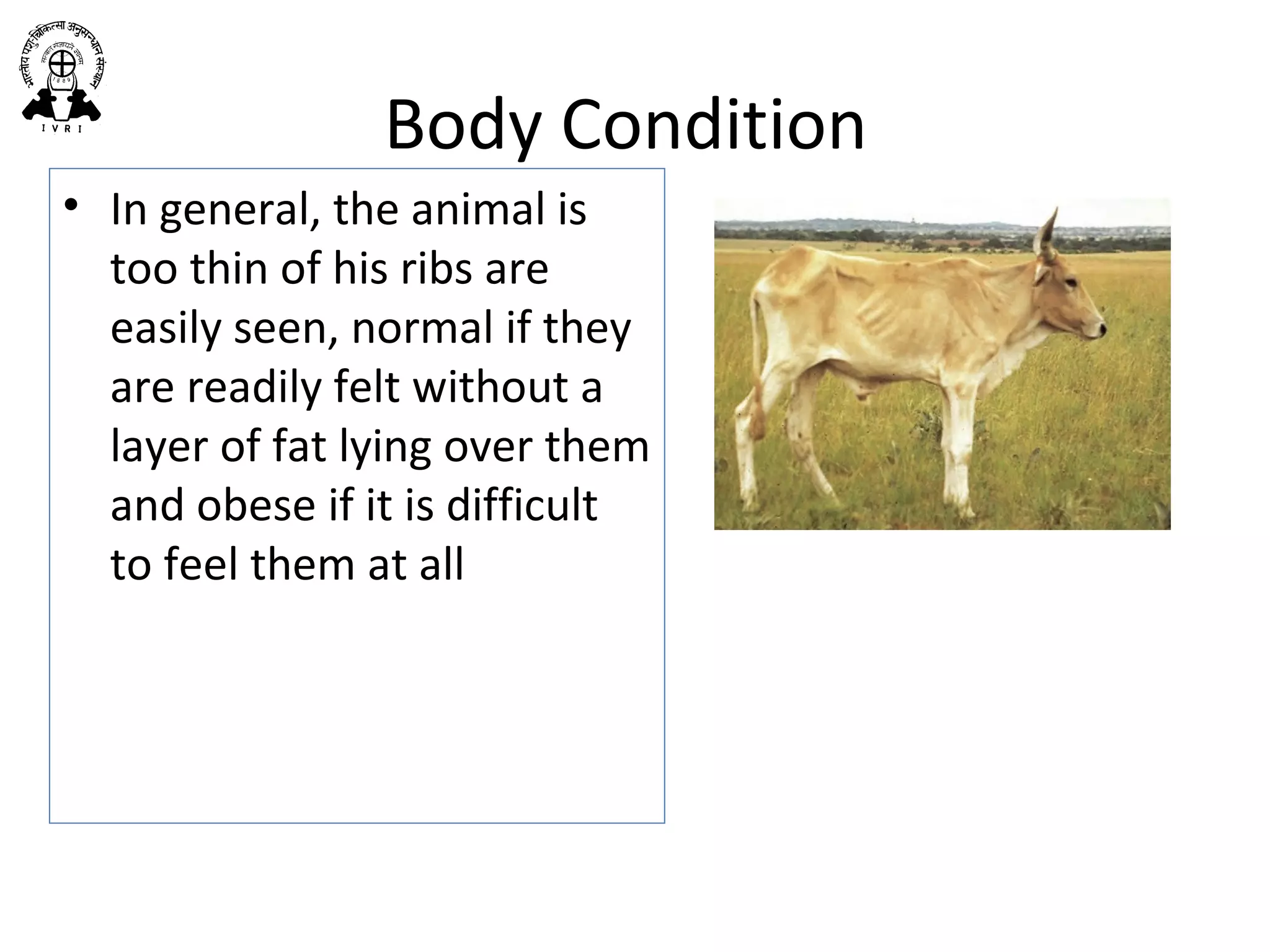 Clinical examination of Cattle | PPT