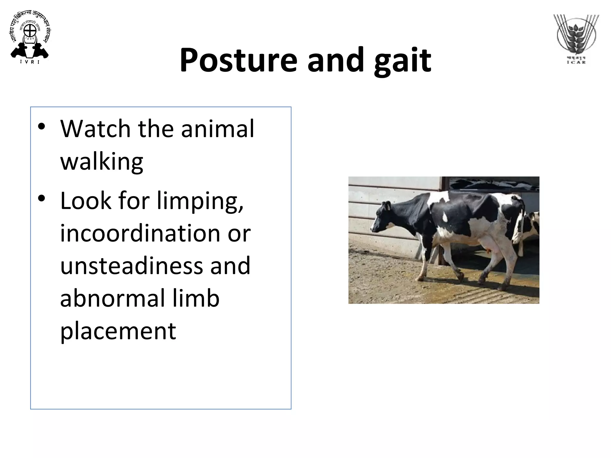 Clinical examination of Cattle | PPT