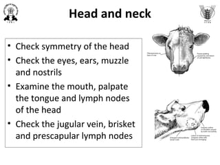 Clinical examination of Cattle | PPT