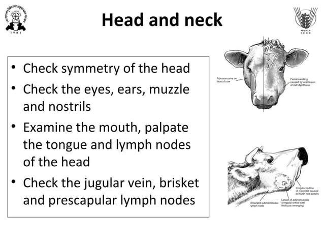 Clinical examination of Cattle | PPT