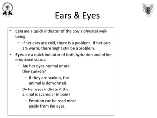 Clinical examination of Cattle | PPT