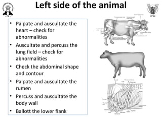 Clinical examination of Cattle | PPT