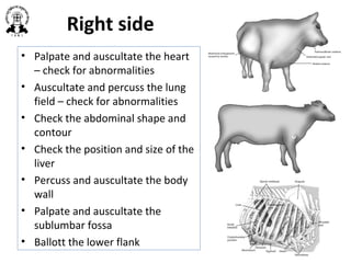 Clinical examination of Cattle | PPT