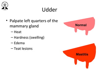 Clinical examination of Cattle | PPT